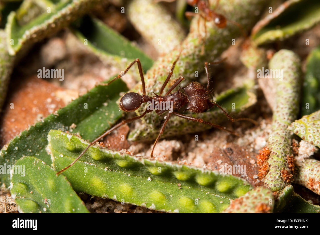 Leaf cutter ant Stock Photo - Alamy