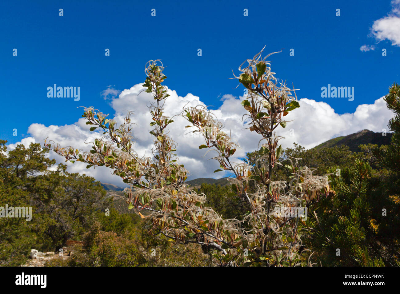 Mountain mahogany hi-res stock photography and images - Alamy