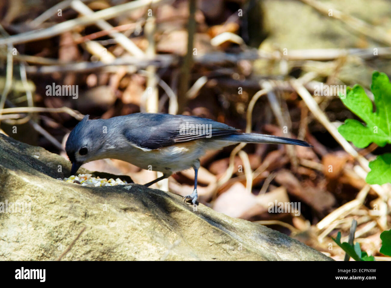 An Eastern Tufted Titmouse feeds on some seed that is on a stone Stock ...