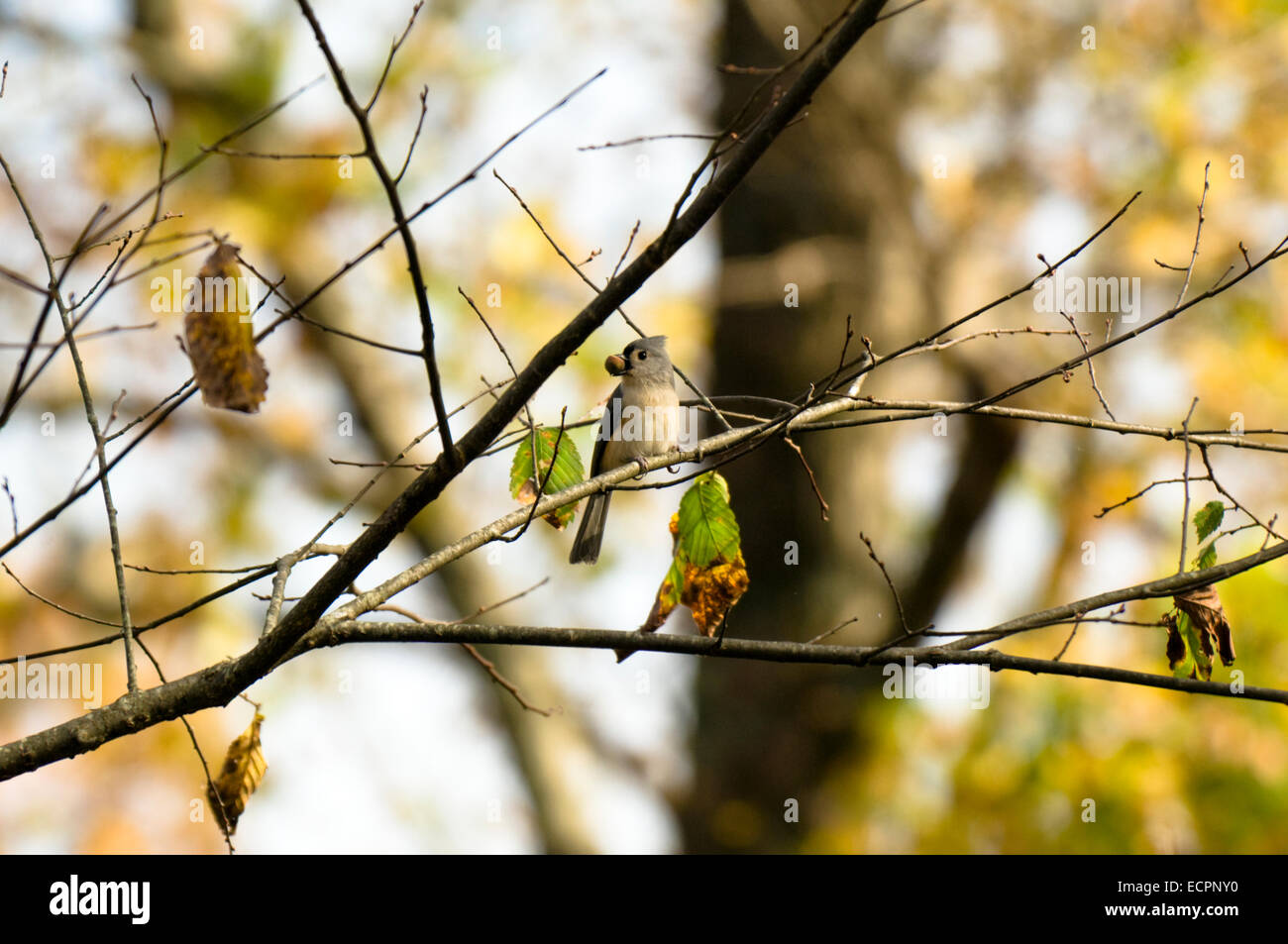 An Eastern Tufted Titmouse with an acorn in its bill Stock Photo - Alamy