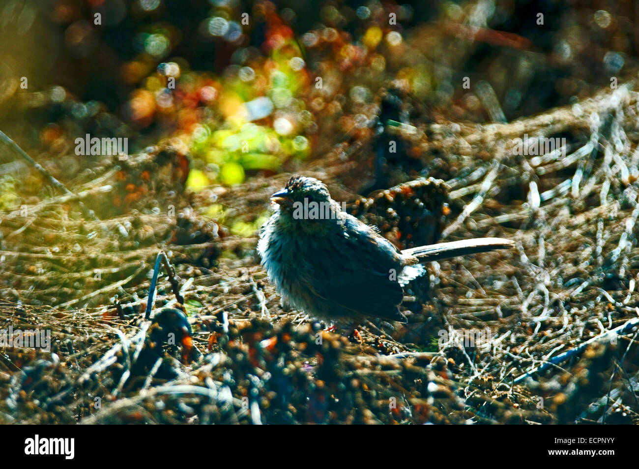 A ruffled-up sparrow on the ground with out of focus multicolored light ...