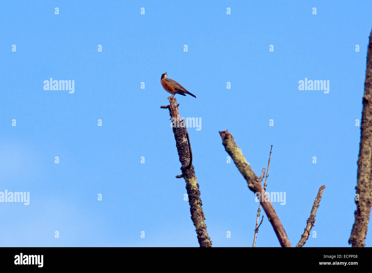 An American robin (Turdus migratorius), on top of a rotting tree in a ...