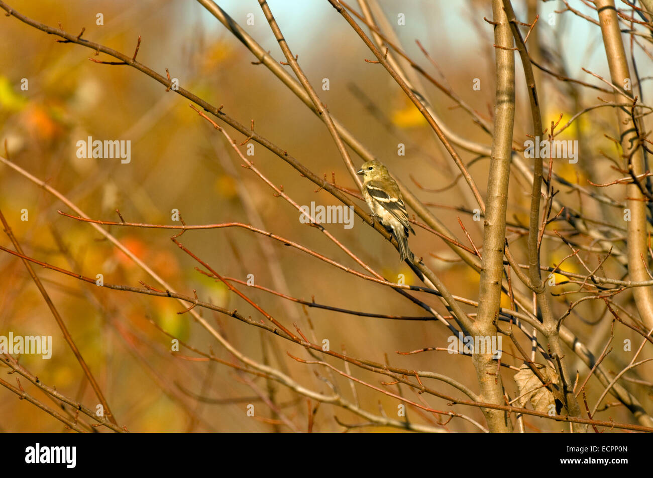 Acadian Flycatcher (Empidonax virescens) sits perched in a shrub in a ...