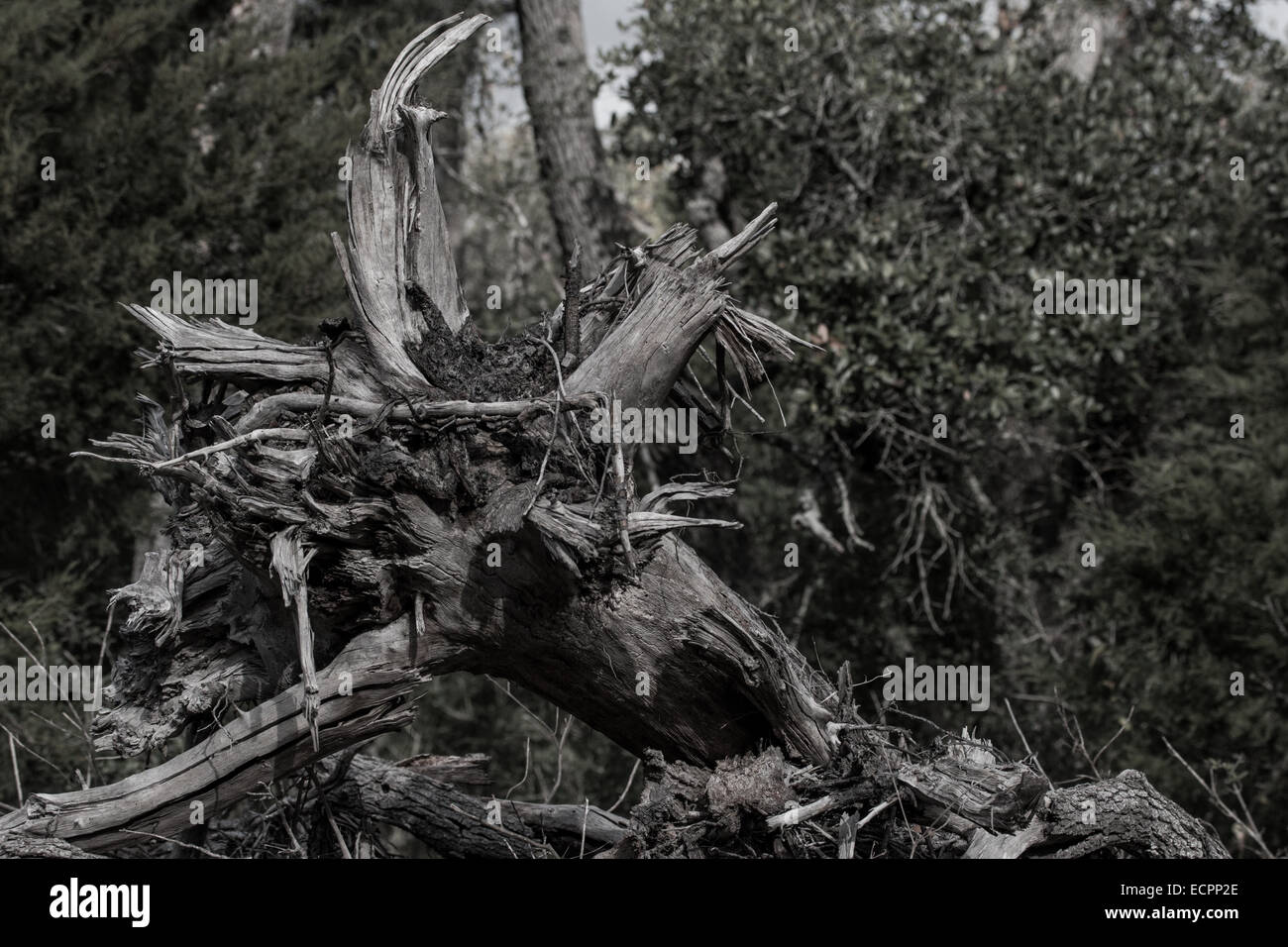 dead old tree stump Stock Photo - Alamy