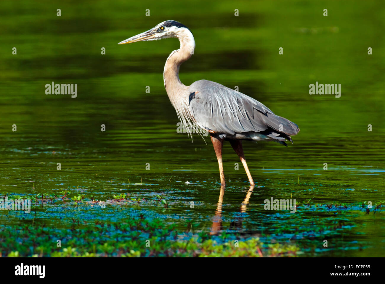 Shikepoke hi-res stock photography and images - Alamy