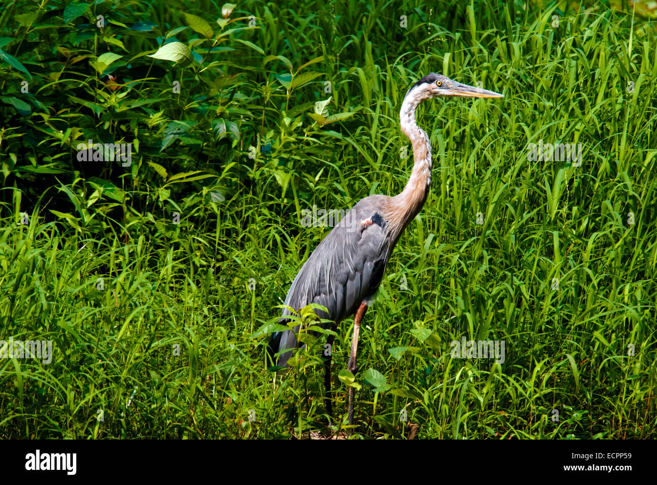 Shikepoke hi-res stock photography and images - Alamy
