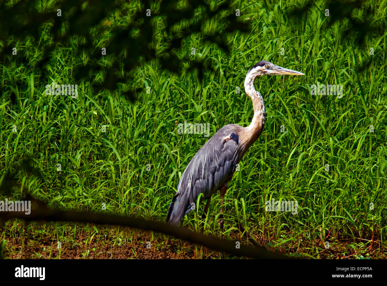 Shikepoke hi-res stock photography and images - Alamy