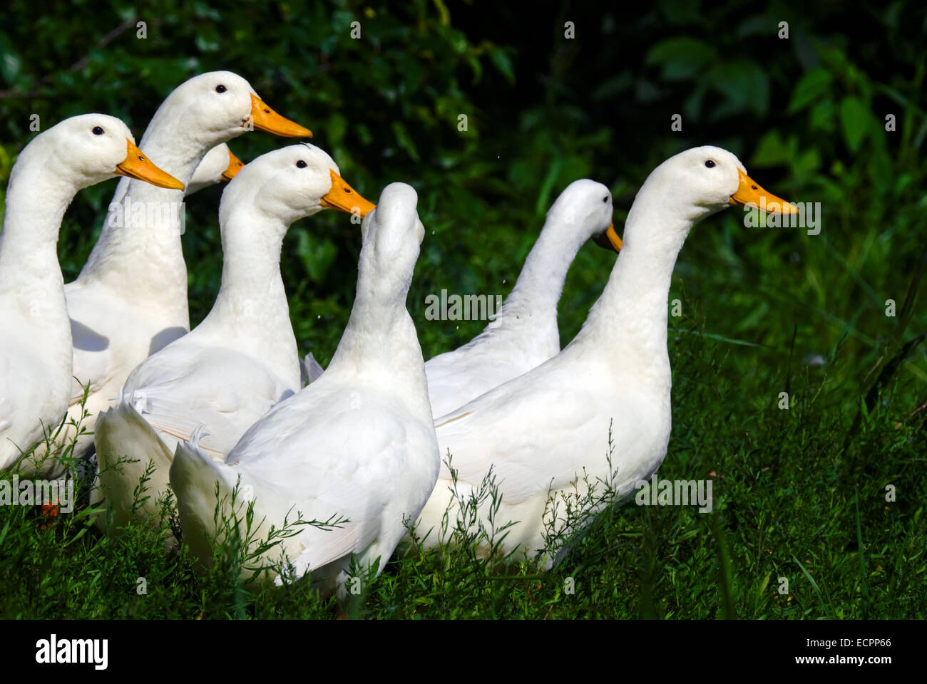 Long legged duck hi-res stock photography and images - Alamy