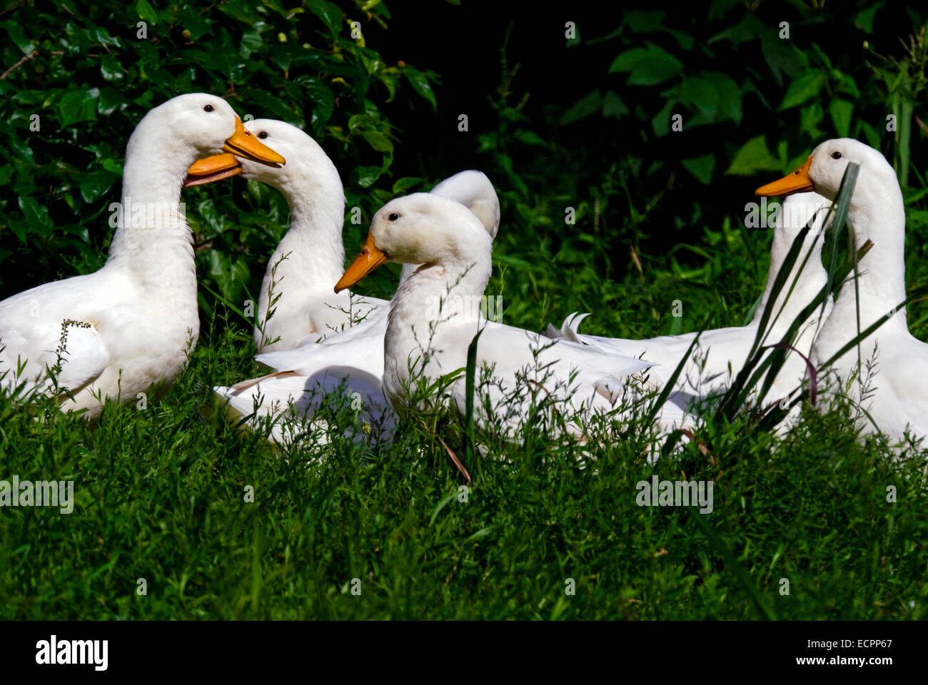 American pekin duck hi-res stock photography and images - Alamy