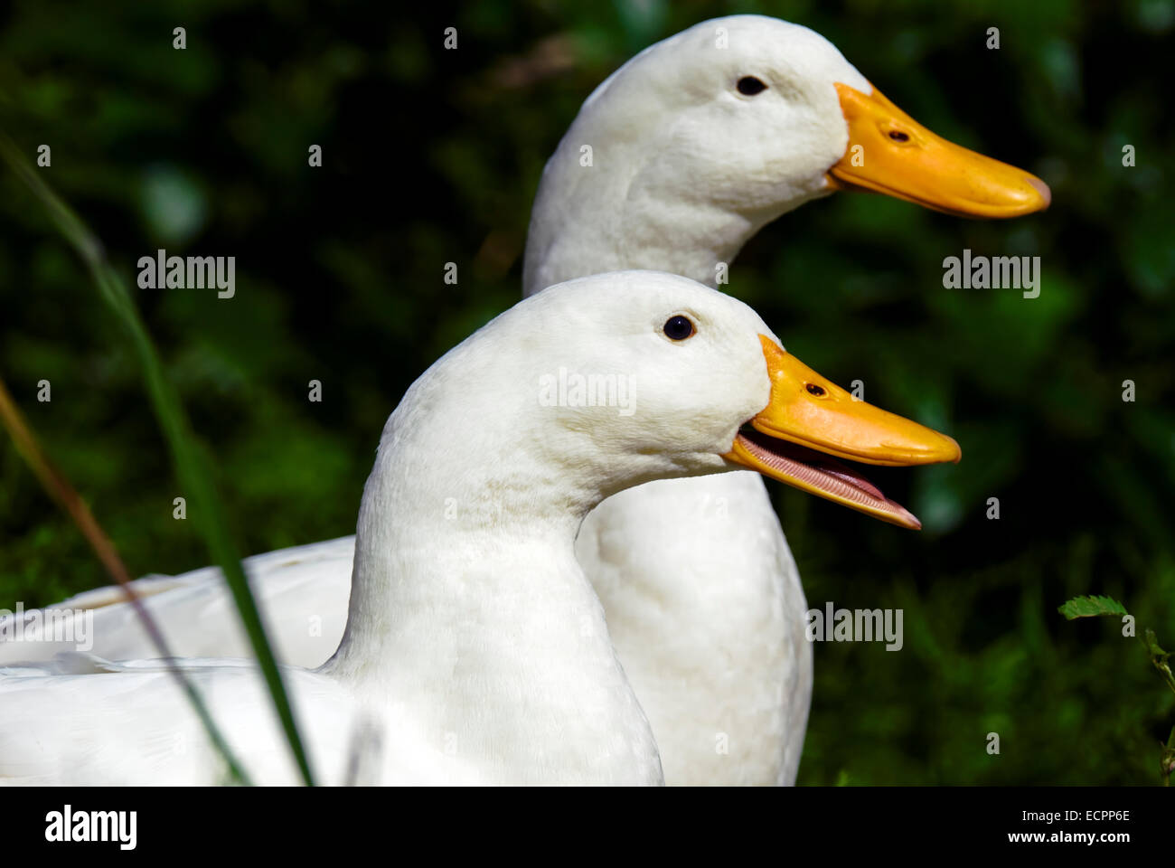 Smooth and ducks hi-res stock photography and images - Alamy