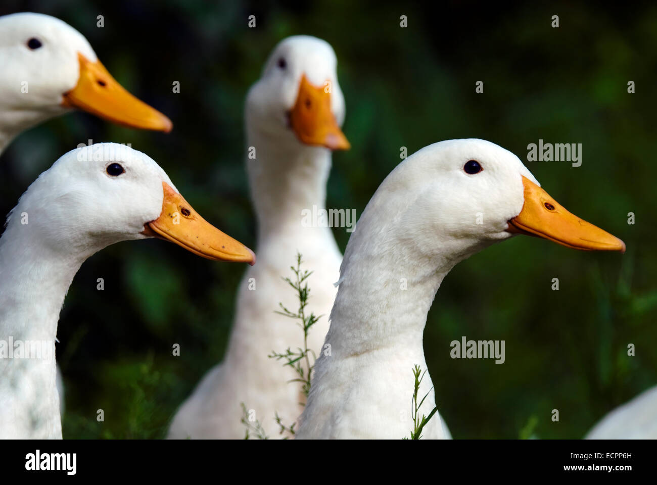 Long legged duck hi-res stock photography and images - Alamy