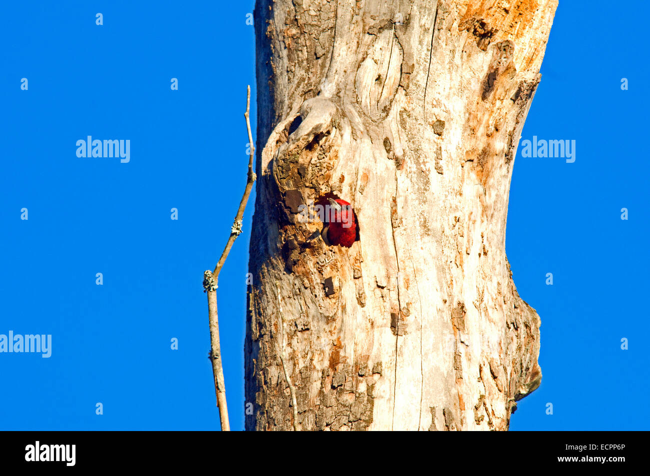 Bird inside tree hole hi-res stock photography and images - Alamy