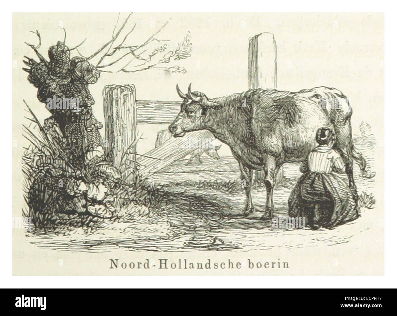 This 1855 illustration titled 'Noord-Hollandsche Boerin' depicts a ...