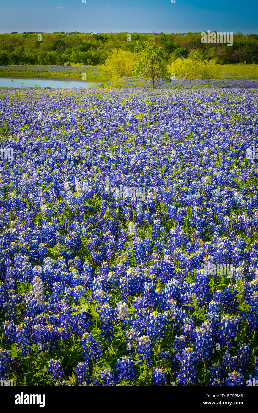 Bluebonnets in Ennis, Texas. Lupinus texensis, the Texas bluebonnet, is ...