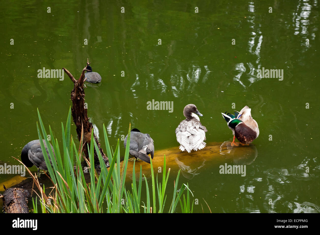 CA02537-00...CALIFORNIA - Ducks in Stow Lake at Golden Gate Park in San ...