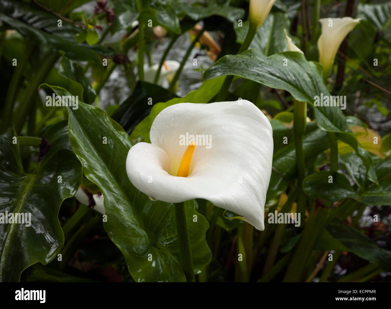CA02538-00...CALIFORNIA -Calla lily blooming at the base of Strawberry ...