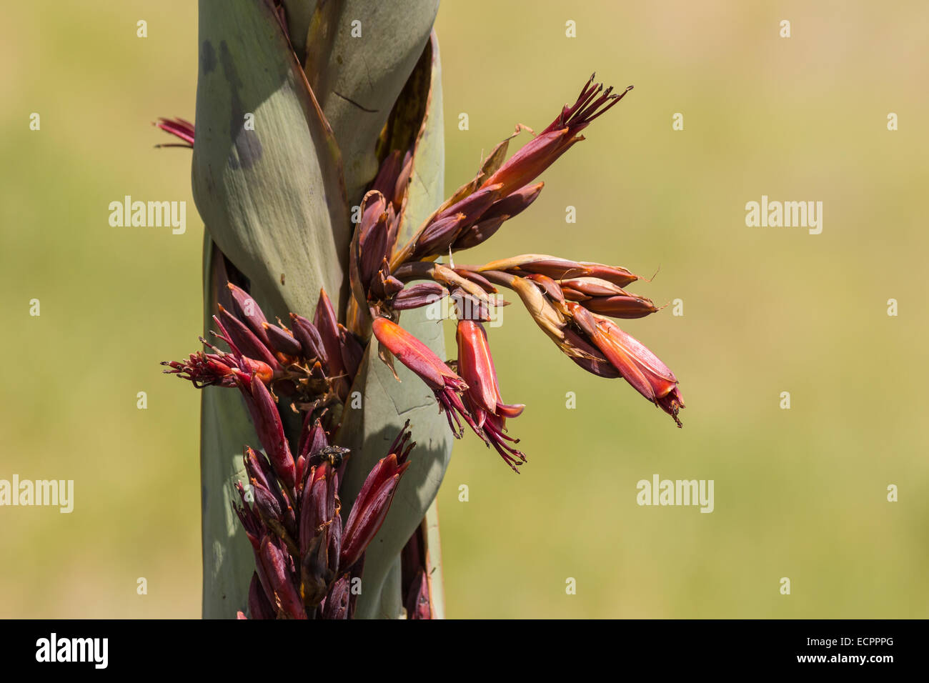 Flax stalk hi-res stock photography and images - Alamy