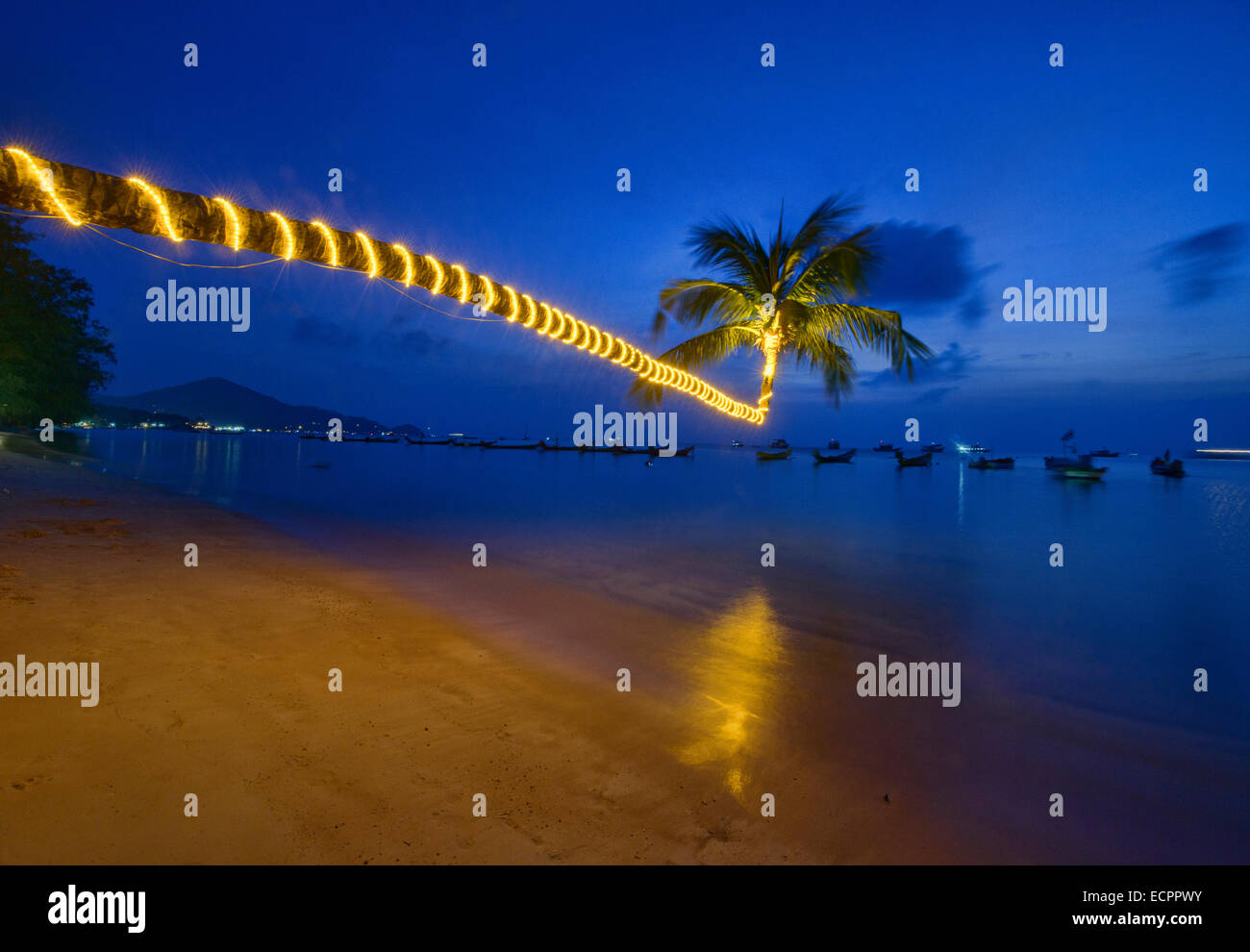 leaning coconut tree on Sairee Beach during blue light, Koh Tao ...