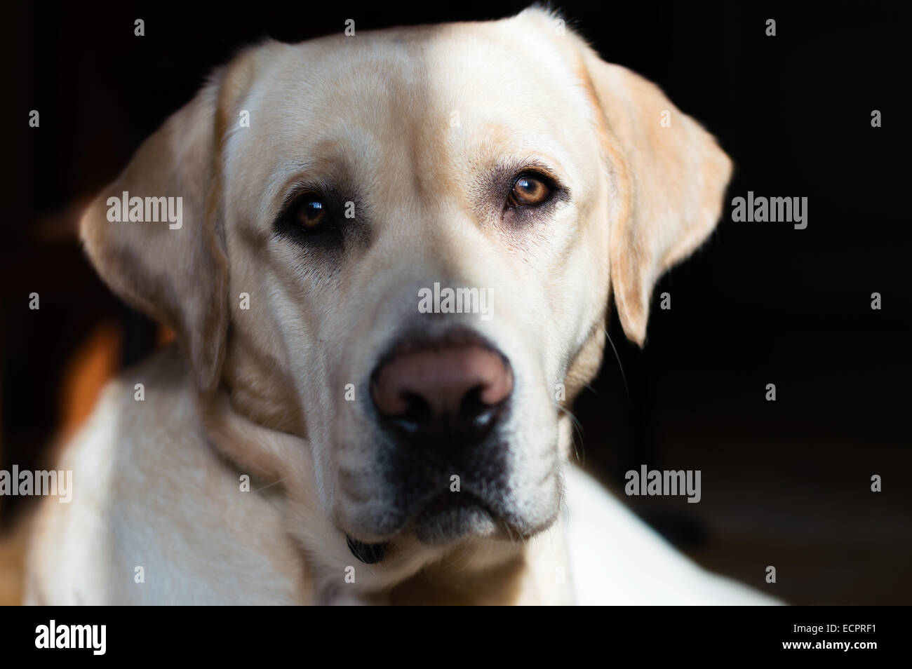 Labrador feet hi-res stock photography and images - Alamy