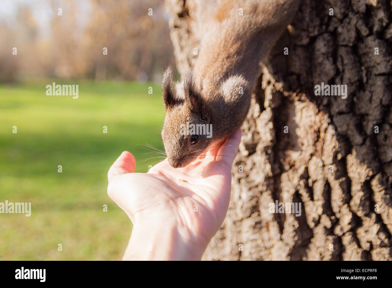 Squirrel eats sun hi-res stock photography and images - Alamy