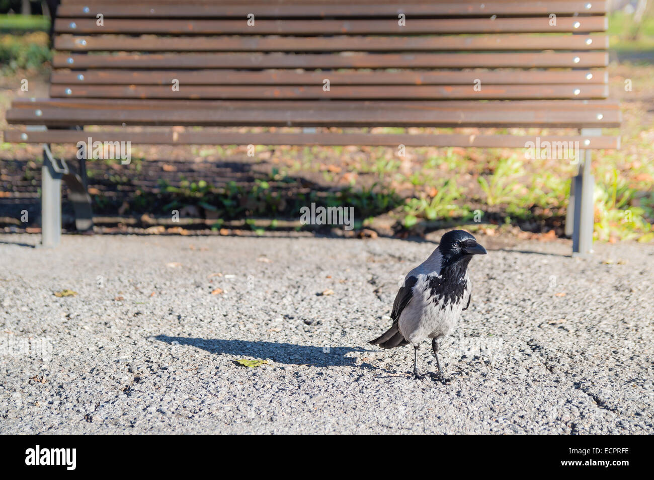 Staring crow hi-res stock photography and images - Alamy