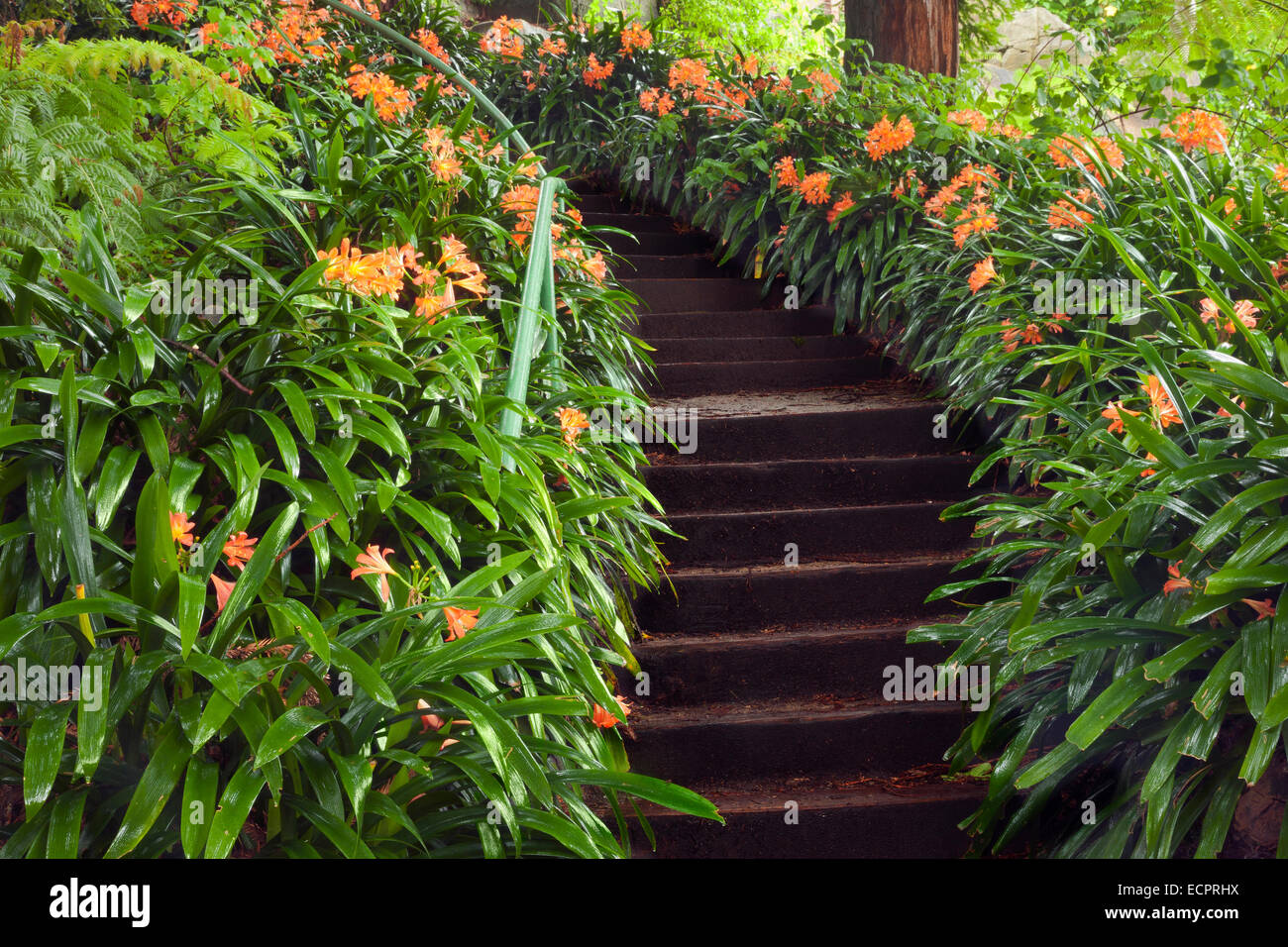 Colorful flowers on the hill hi-res stock photography and images - Alamy