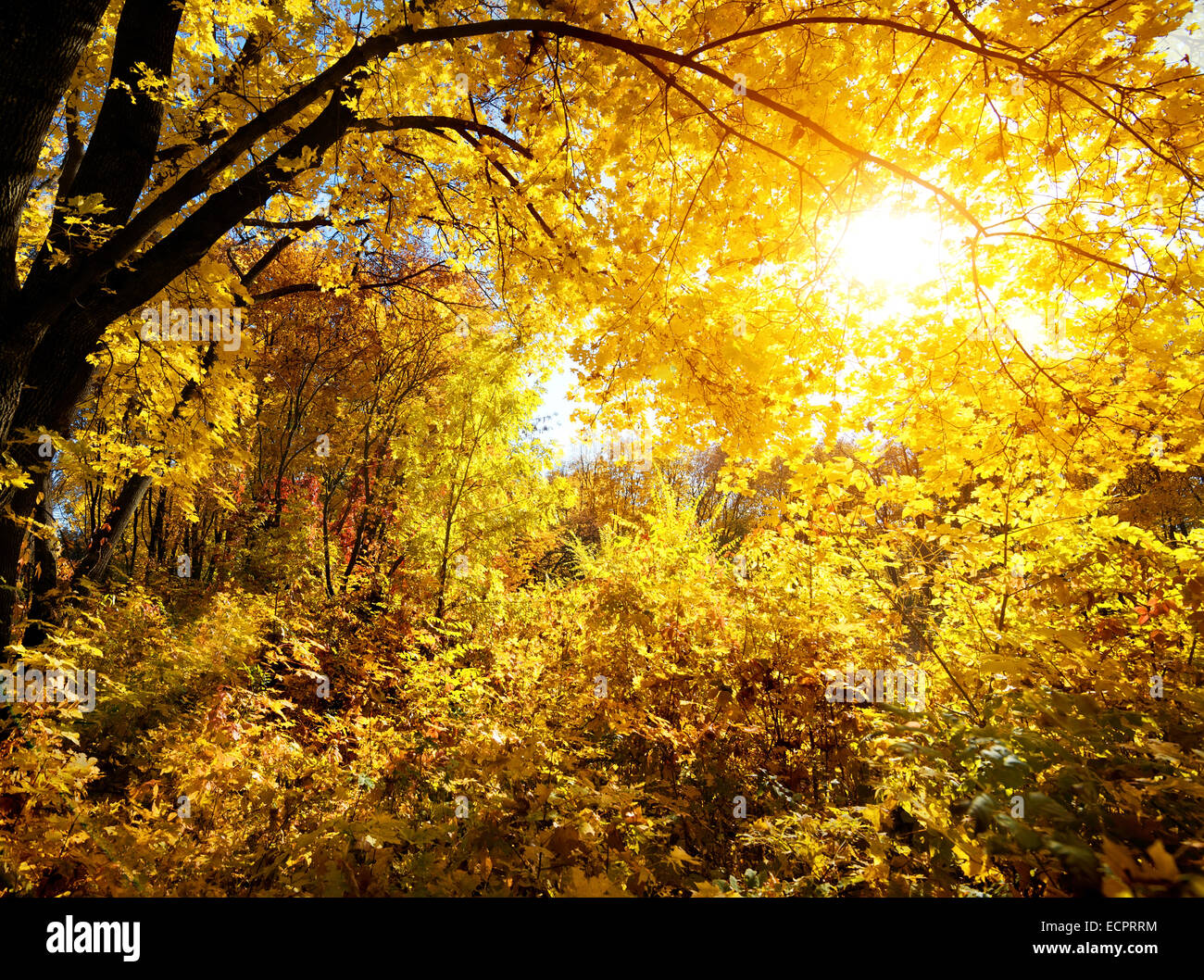 Maple forest on a bright sunny day Stock Photo - Alamy