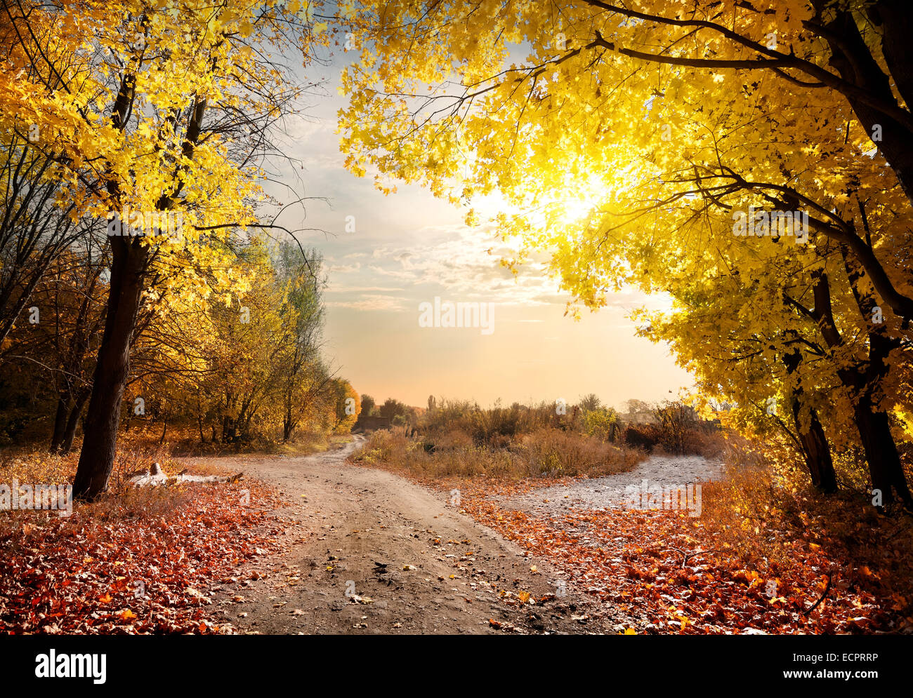 Maple forest hi-res stock photography and images - Alamy