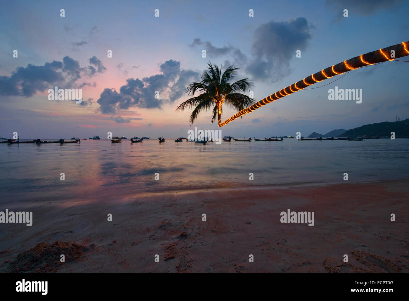 leaning coconut tree on Sairee Beach at sunset, Koh Tao, Thailand Stock ...