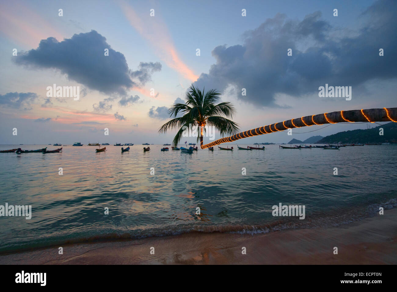 leaning coconut tree on Sairee Beach at sunset, Koh Tao, Thailand Stock ...
