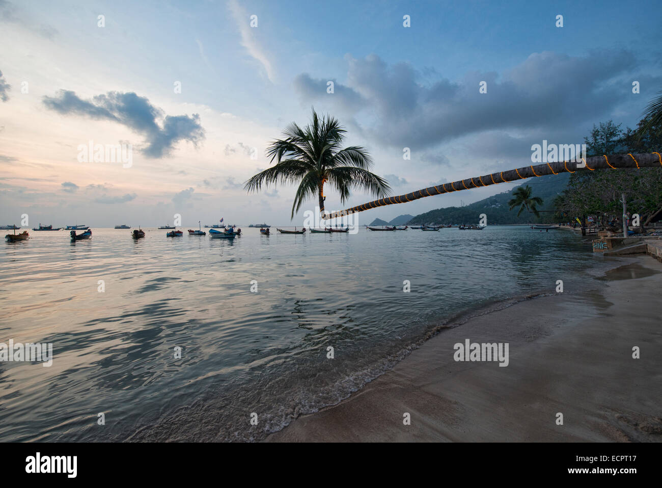 leaning coconut tree on Sairee Beach at sunset, Koh Tao, Thailand Stock ...
