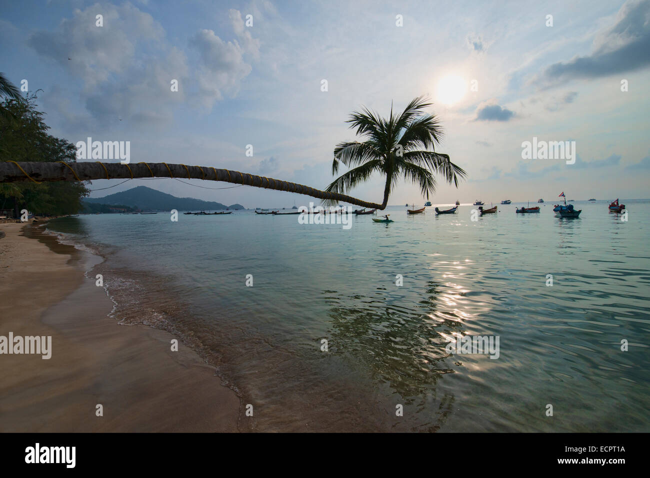 leaning coconut tree on Sairee Beach at sunset, Koh Tao, Thailand Stock ...