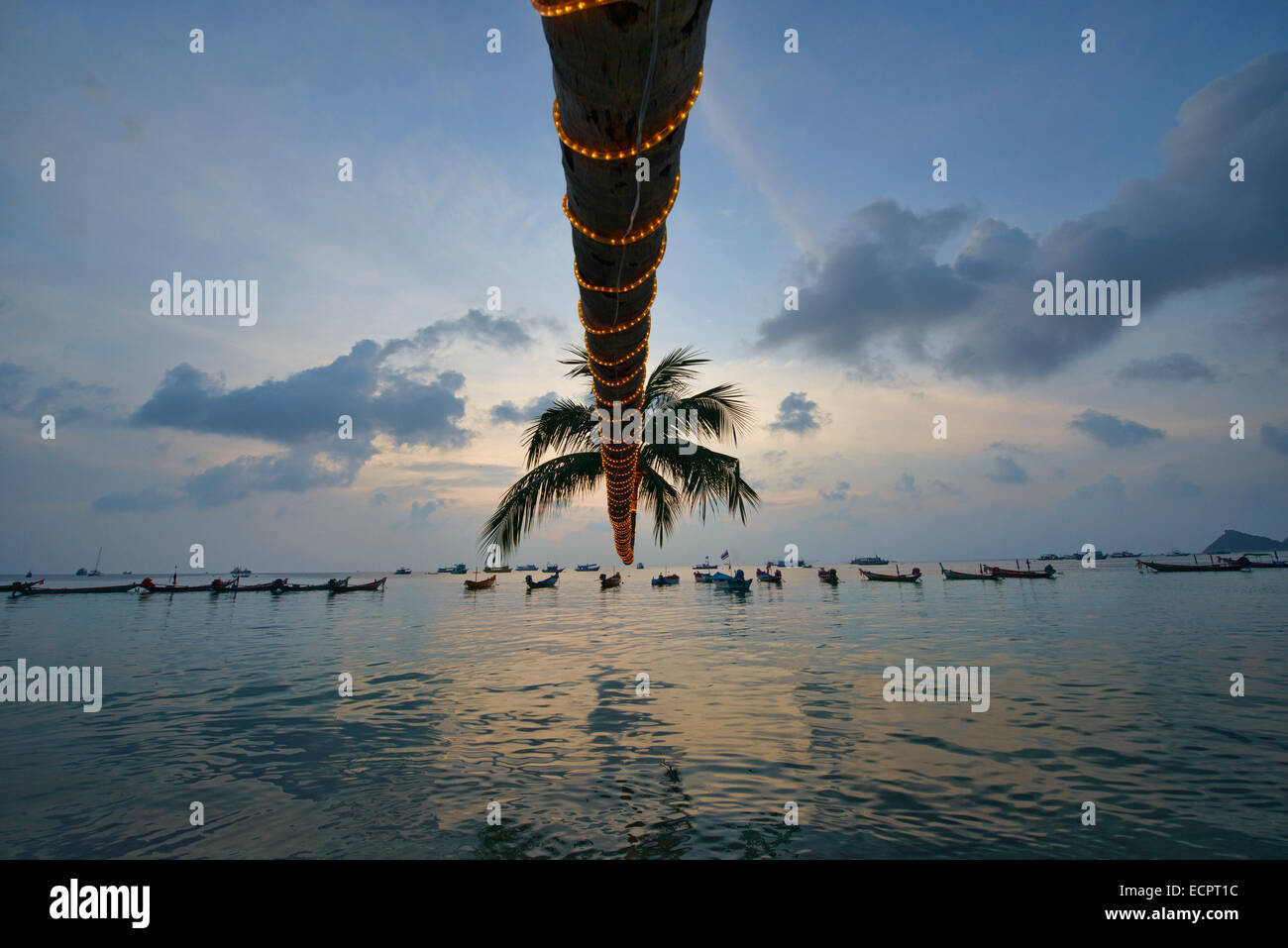 leaning coconut tree on Sairee Beach at sunset, Koh Tao, Thailand Stock ...