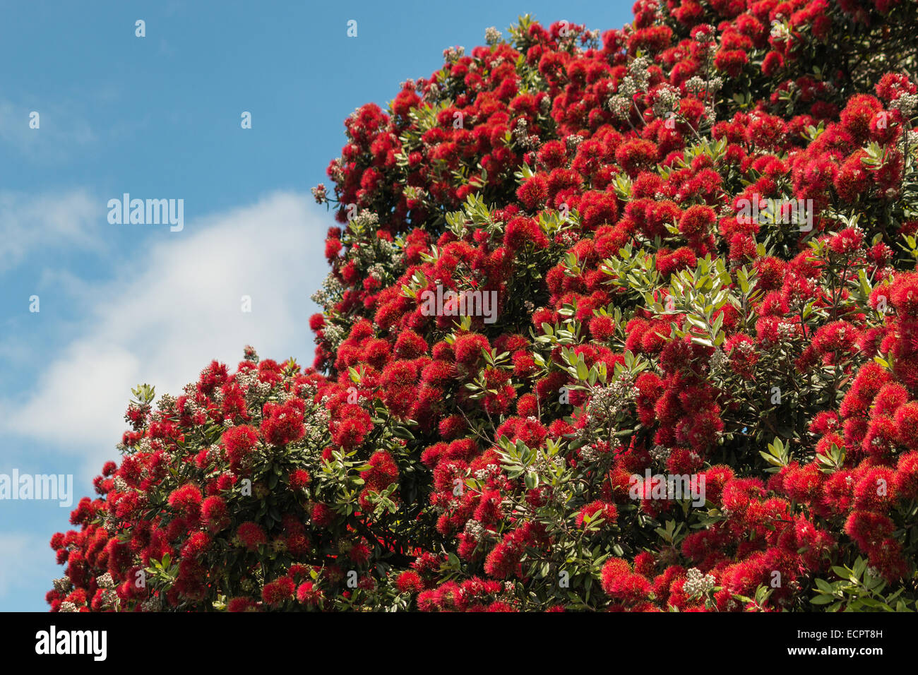 Pohutukawa tree in bloom Stock Photo - Alamy