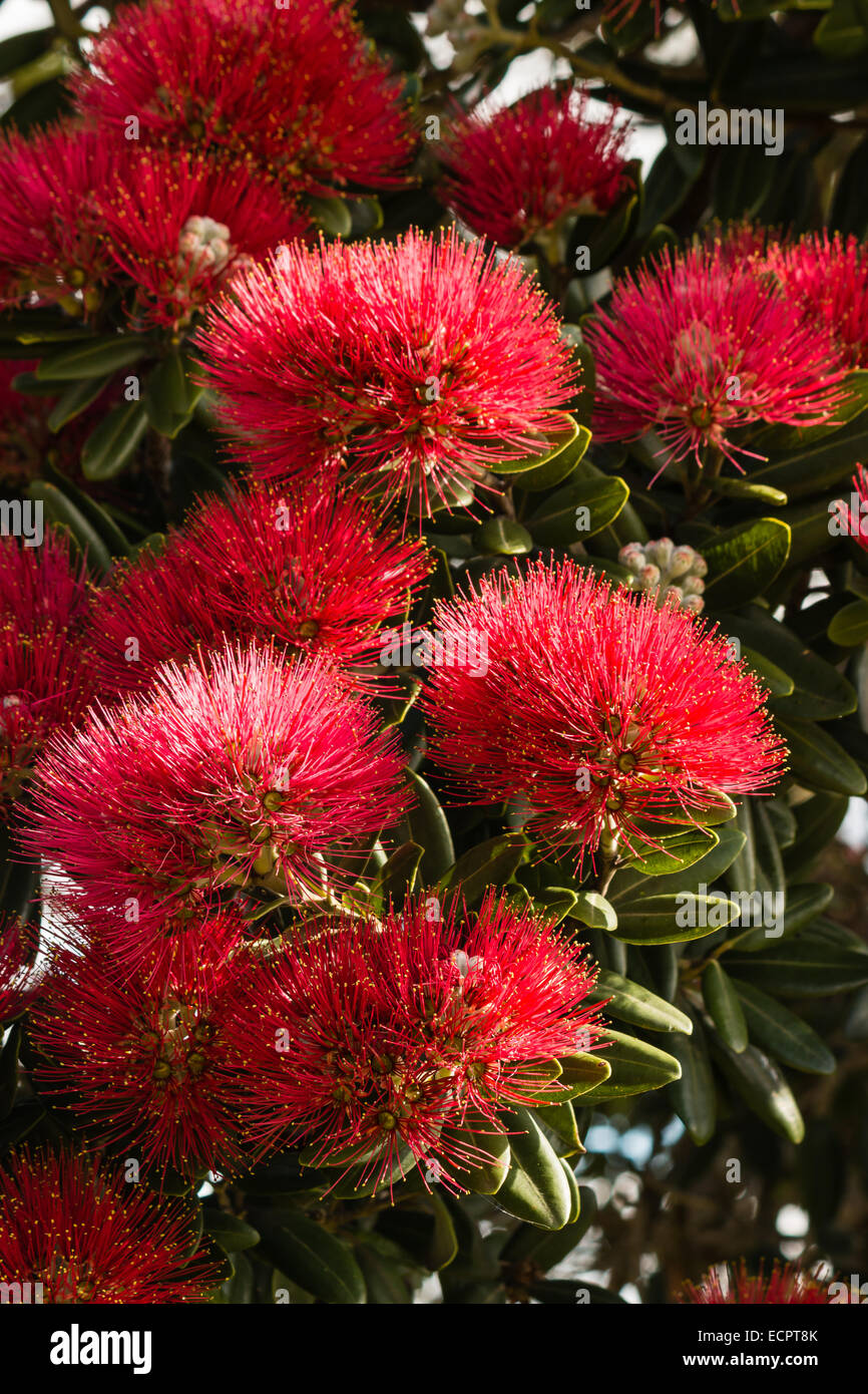 detail of Pohutukawa tree flowers Stock Photo - Alamy