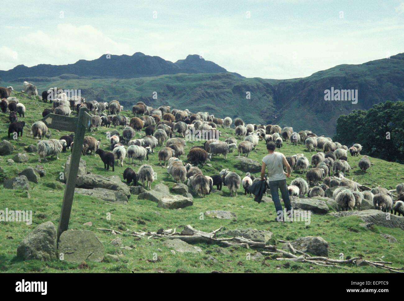 Farmer Moving sheep on track from Boot to Eel Tarn, Eskdale Cumbria ...