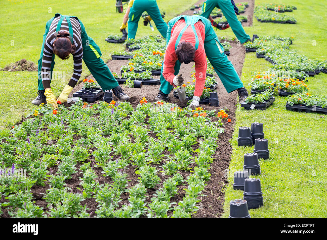 Women workers planted flowers into flower beds in in city park Stock ...