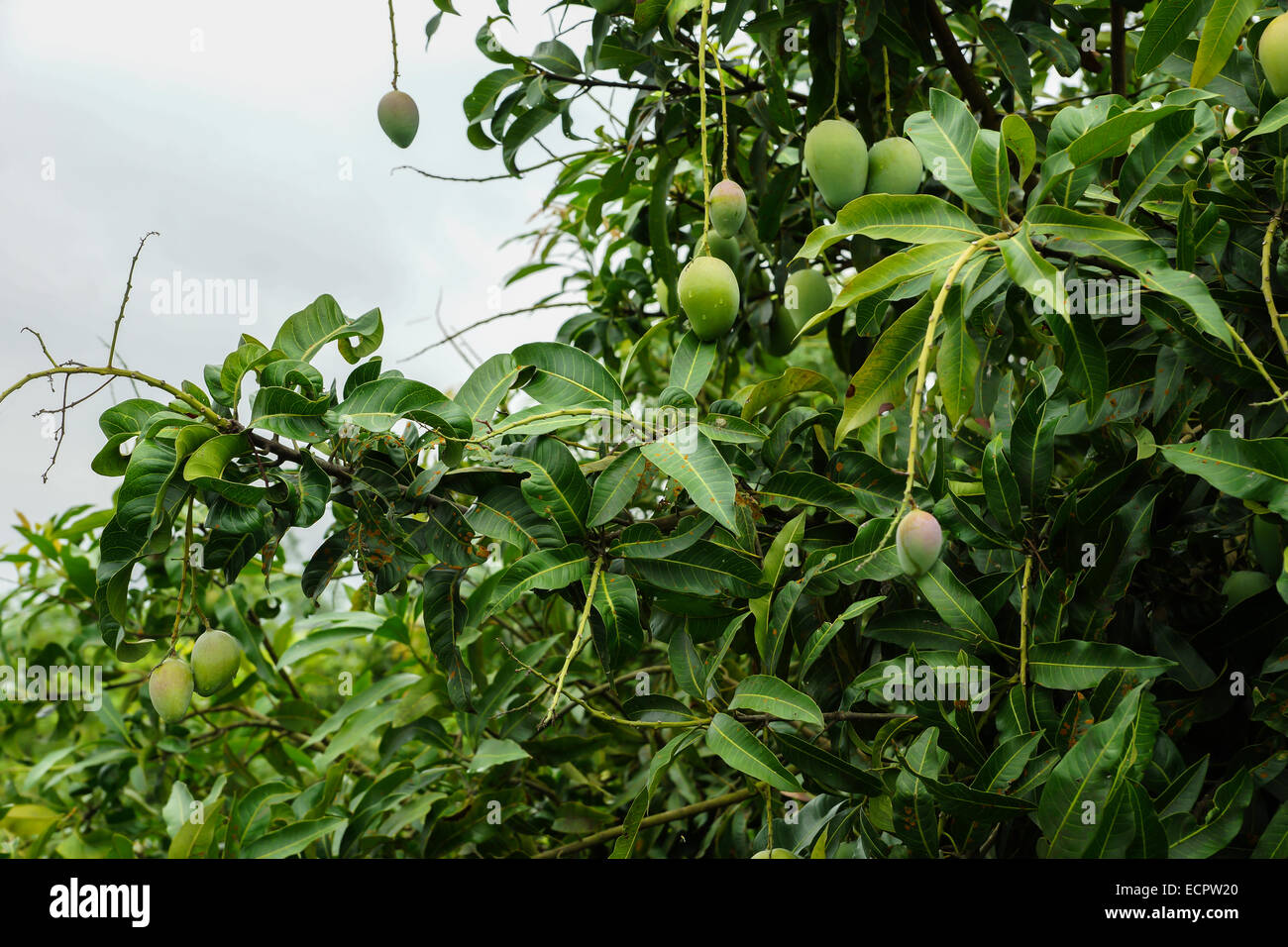 Mangoes growing mango tree hi-res stock photography and images - Alamy