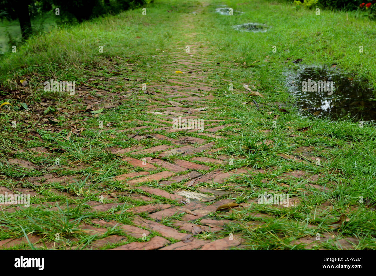 brick path covered in grass Stock Photo - Alamy