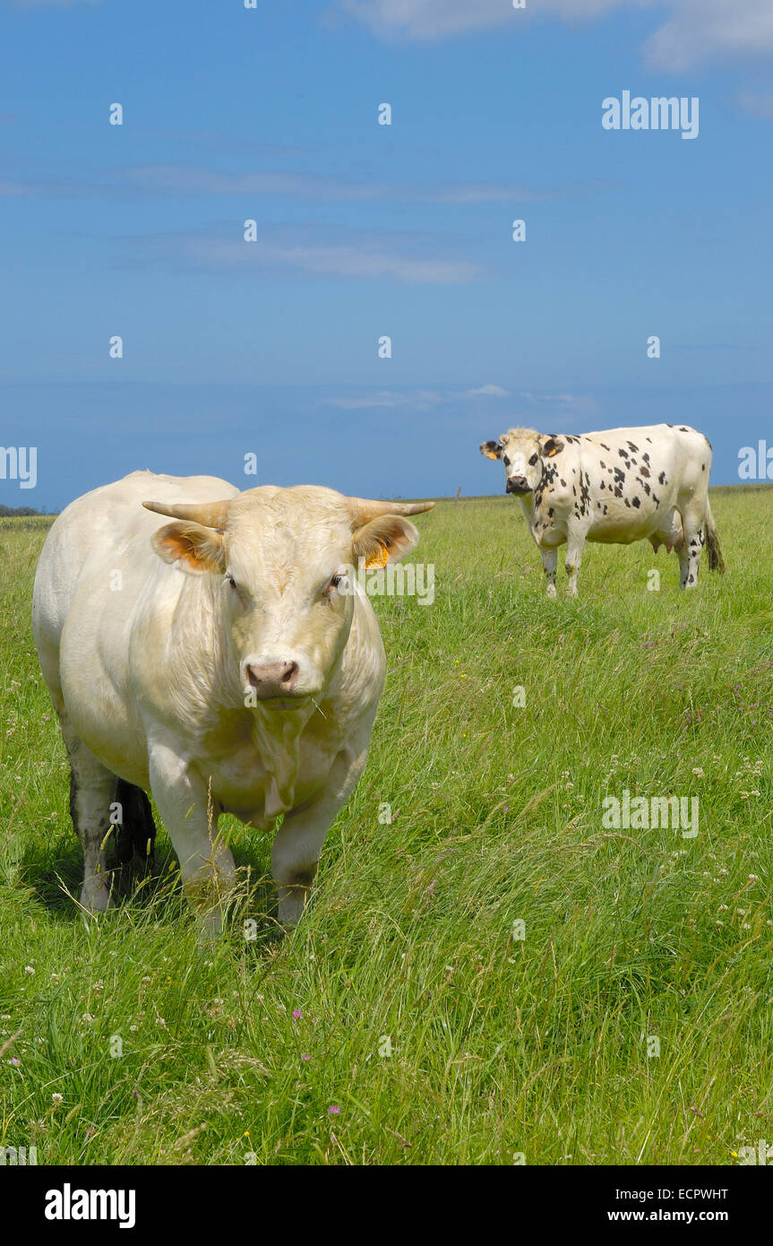 Cattle, Basse-Normandie, Normandy, France, Europe Stock Photo - Alamy