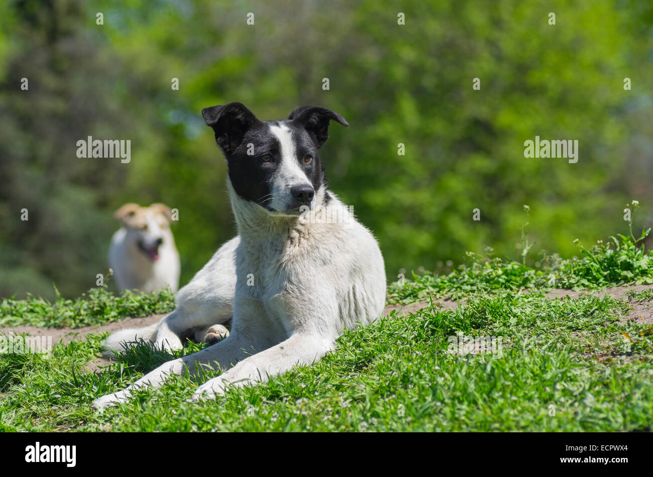 Portrait of adorable stray dog sitting under spring sun Stock Photo - Alamy