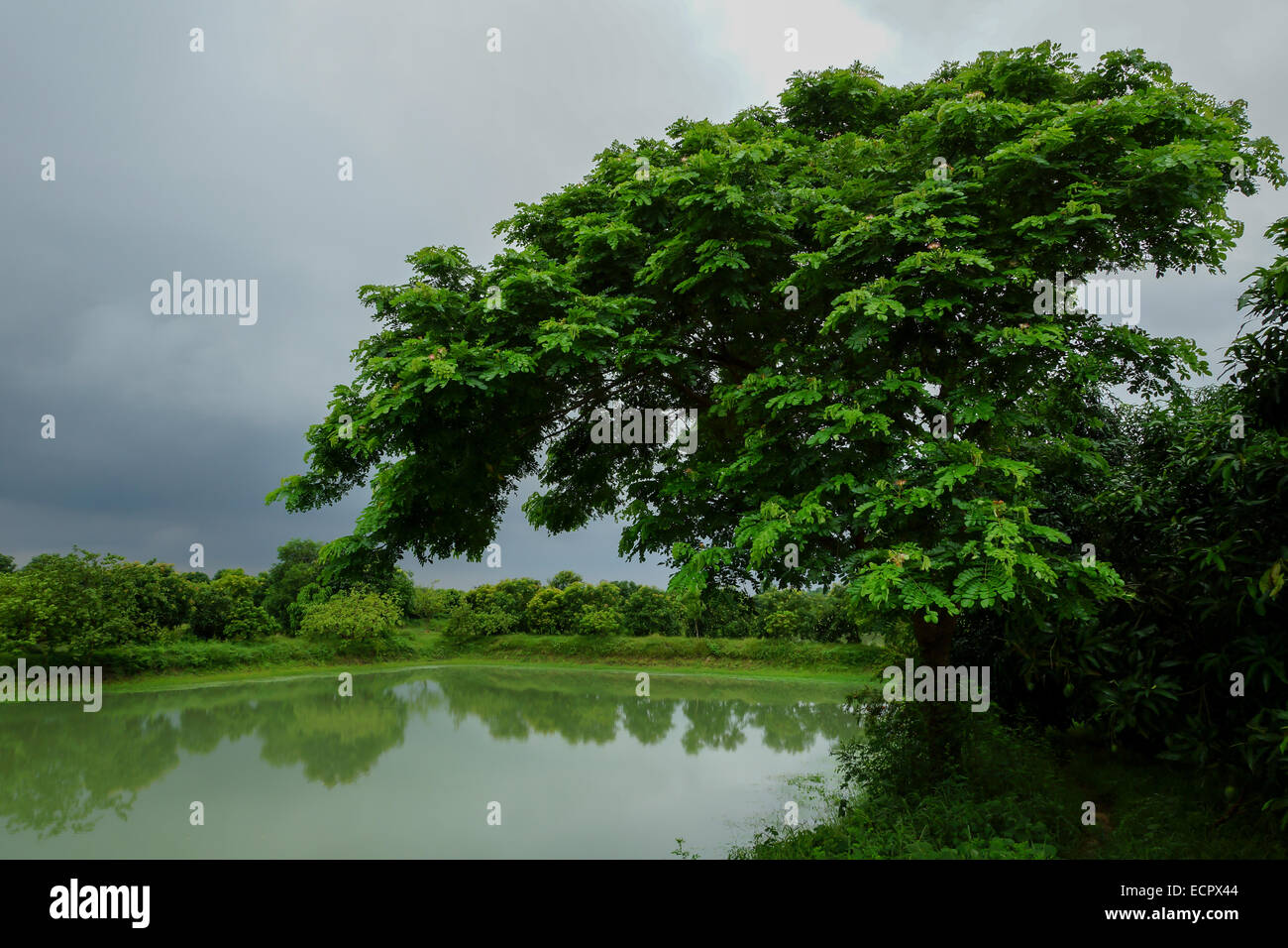 tree overhanging a fish pond in bangladesh Stock Photo - Alamy