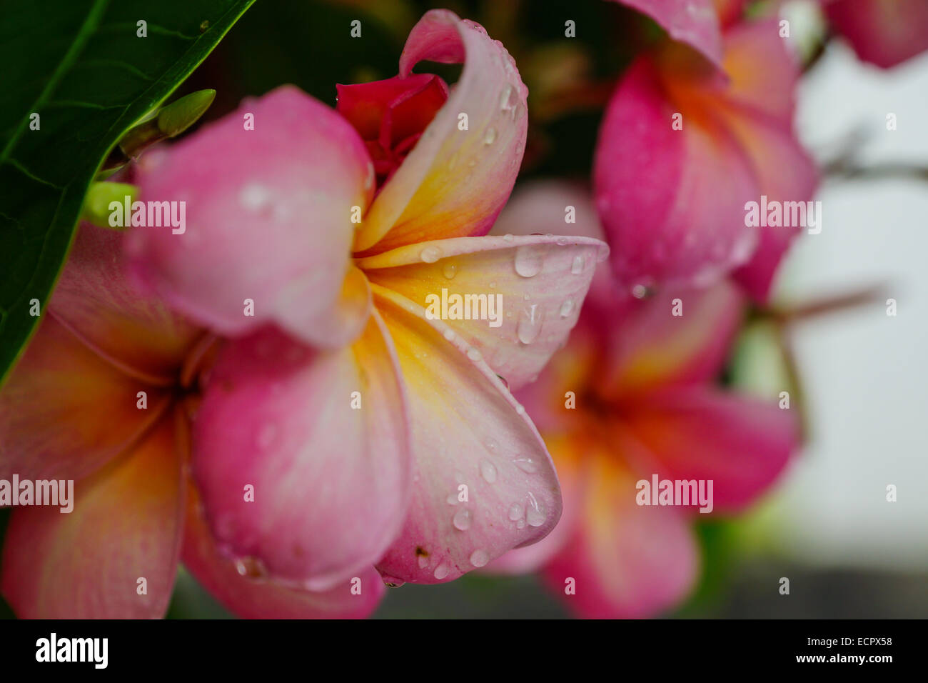 Pink kath golap flower hi-res stock photography and images - Alamy