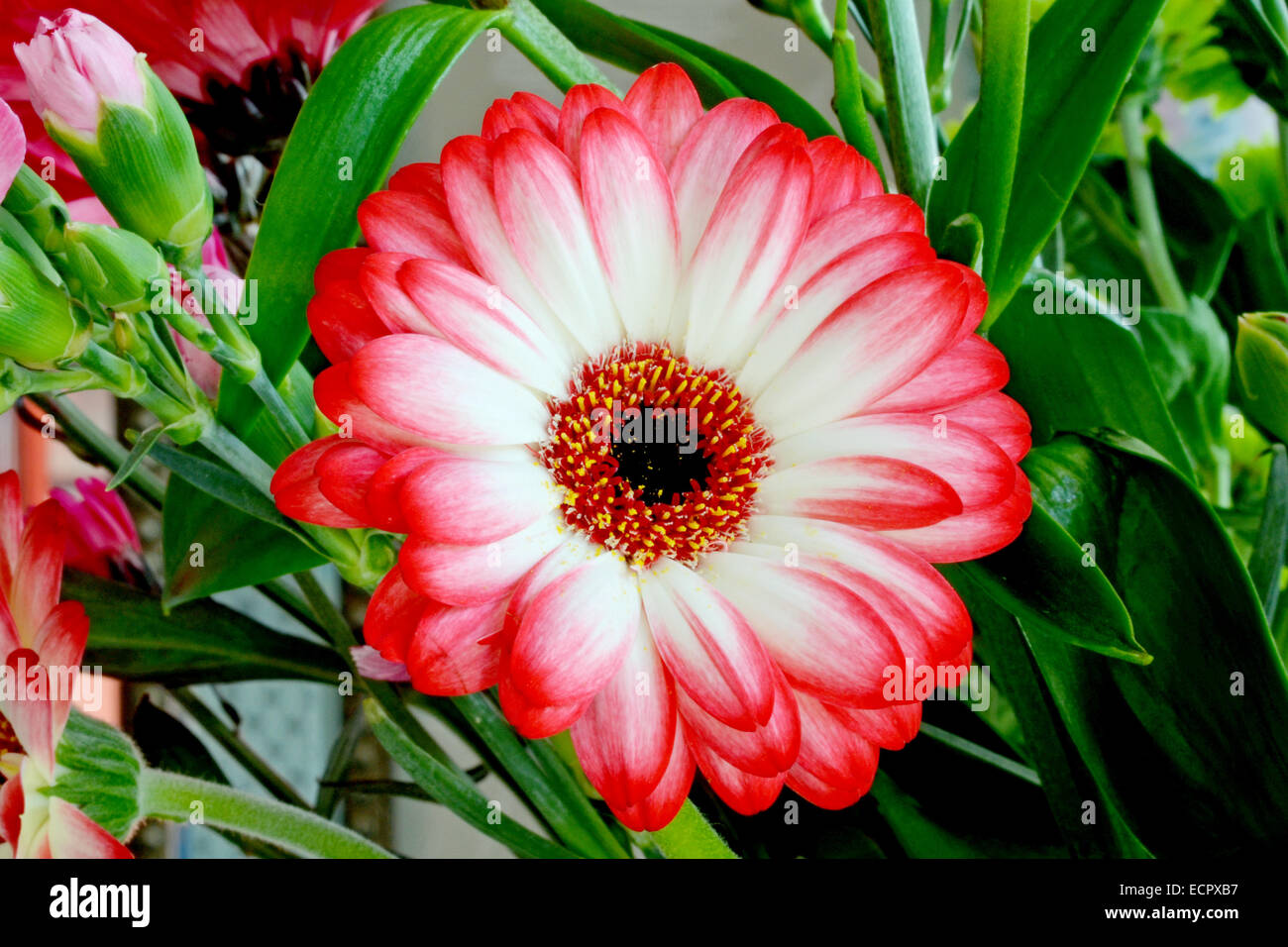 Gerbera Viridifolia High Resolution Stock Photography and Images - Alamy