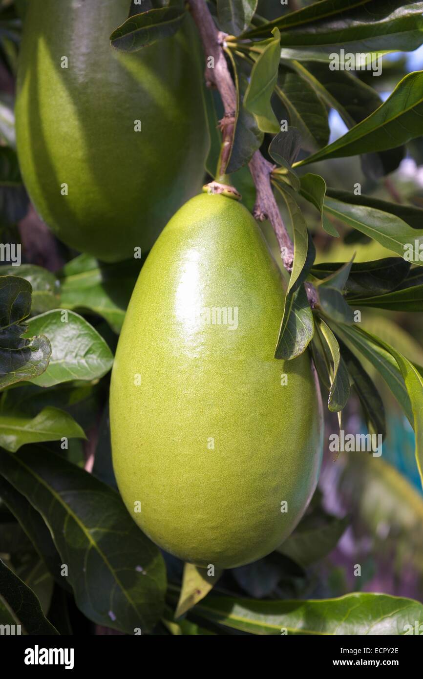 Canary islands cuisine hi-res stock photography and images - Alamy