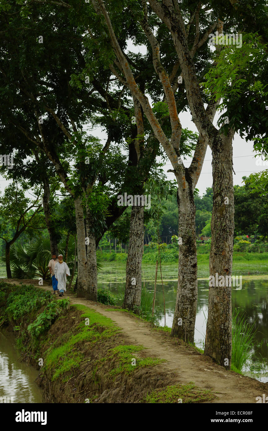 two men walking on a path between lakes, in bangladesh village Stock ...