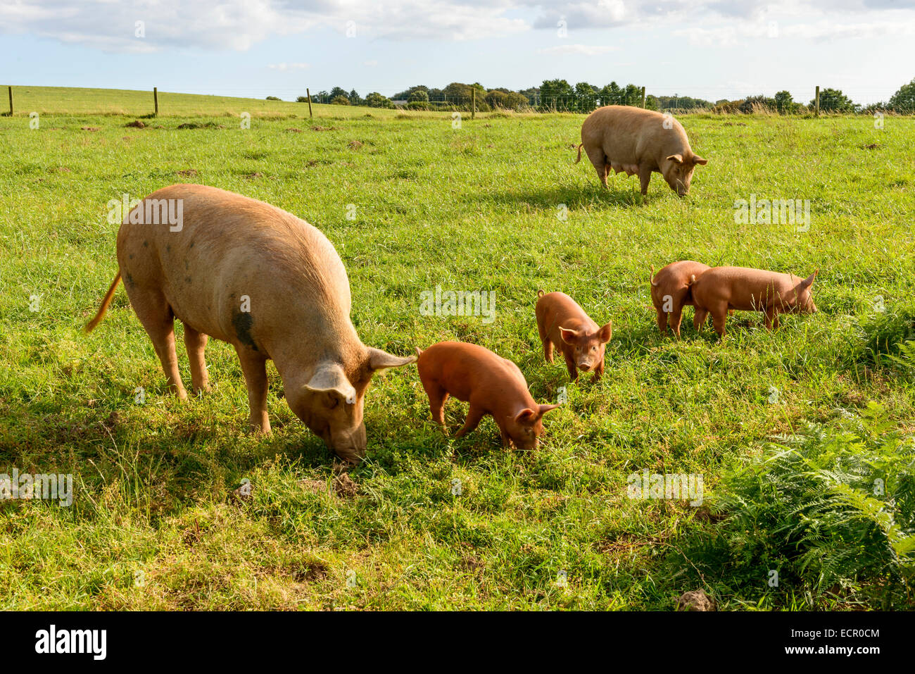 Pigs in a field hi-res stock photography and images - Alamy