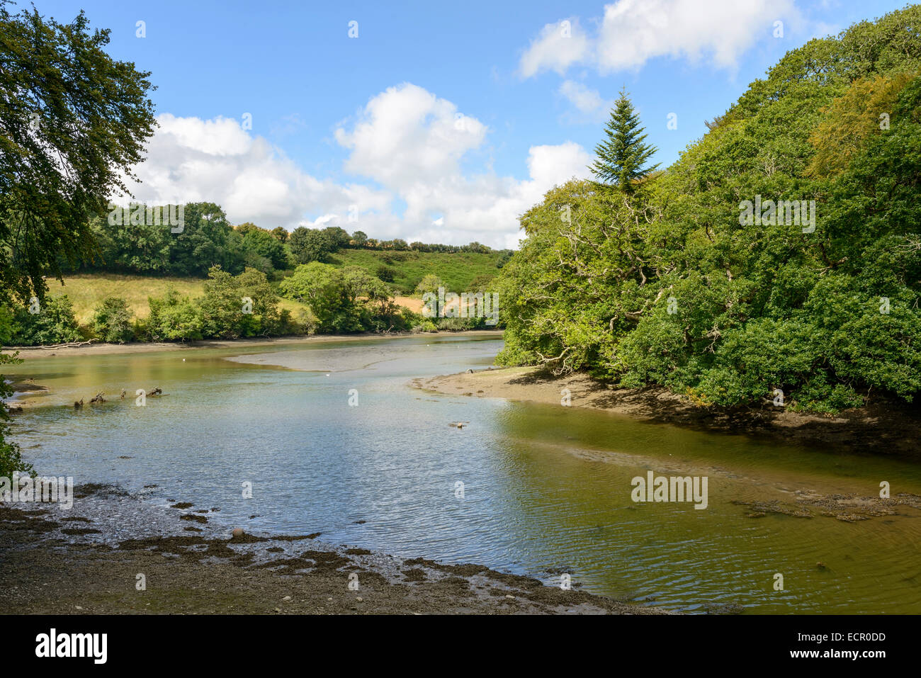 landscape of the river that forms a cove in lush Cornwall countryside ...