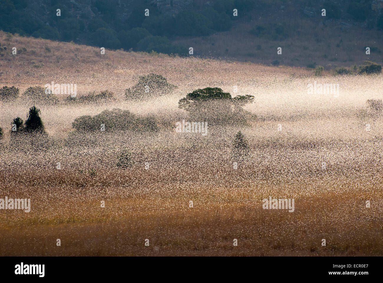 Swarm of locusts africa hi-res stock photography and images - Alamy