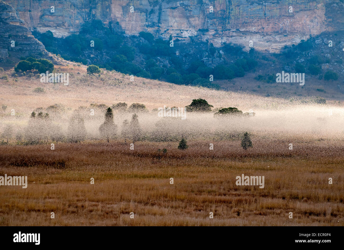 Locust swarm madagascar hi-res stock photography and images - Alamy